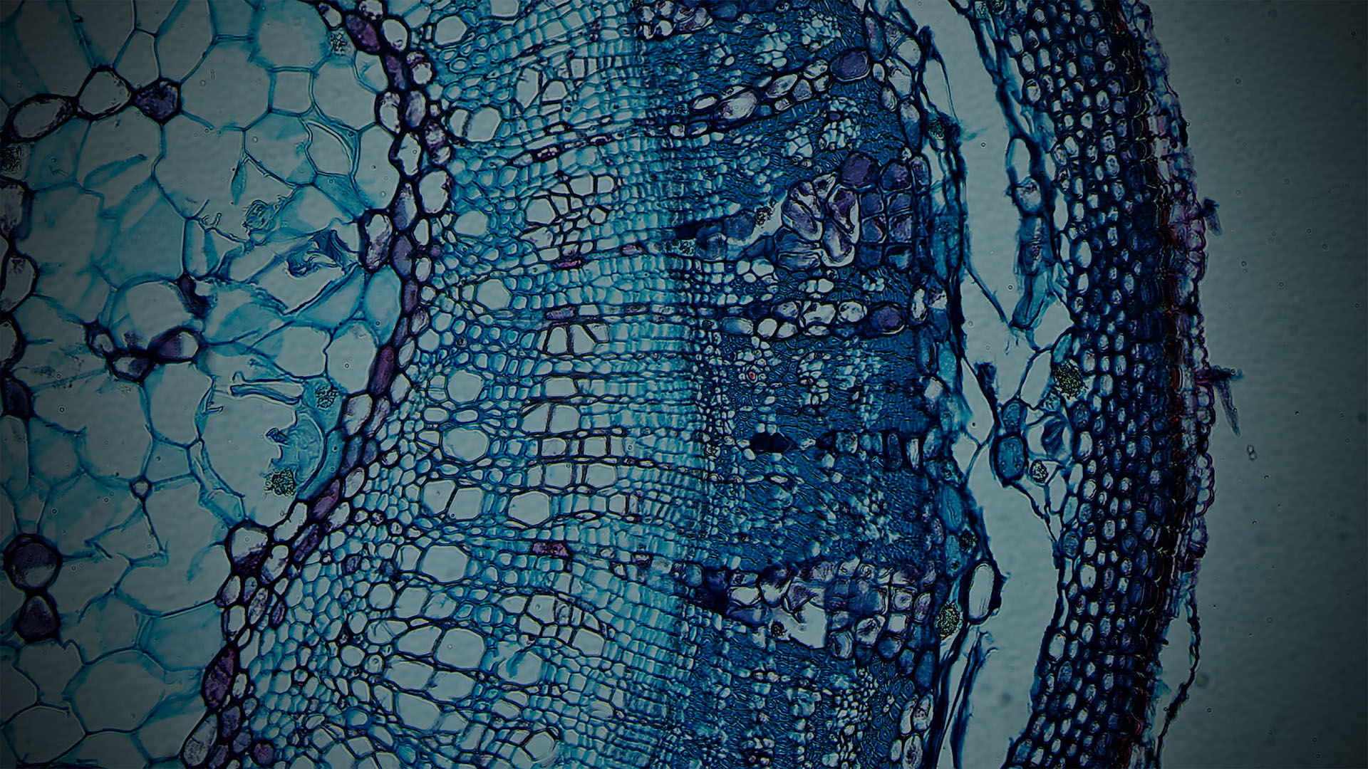 Peraton’s Zalenda and Kisha Make an Impact at the 2023 Women of Color ...